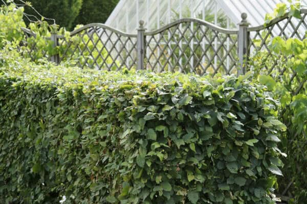 Haagbeuk snoeien: wanneer en hoe doe je dat? - Gardeners World