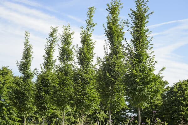 Haagbeuk snoeien: wanneer en hoe doe je dat? - Gardeners World