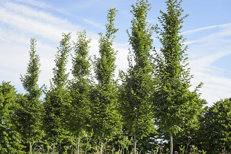 Haagbeuk snoeien: wanneer en hoe doe je dat? - Gardeners World
