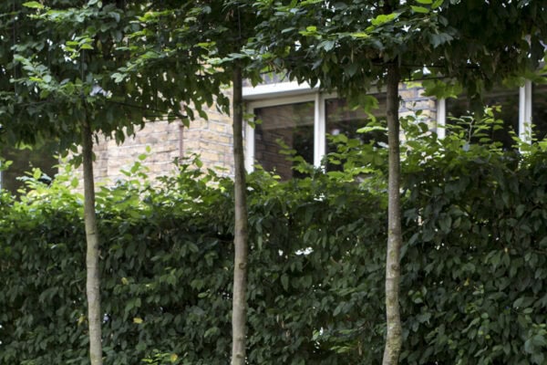 Haagbeuk snoeien: wanneer en hoe doe je dat? - Gardeners World