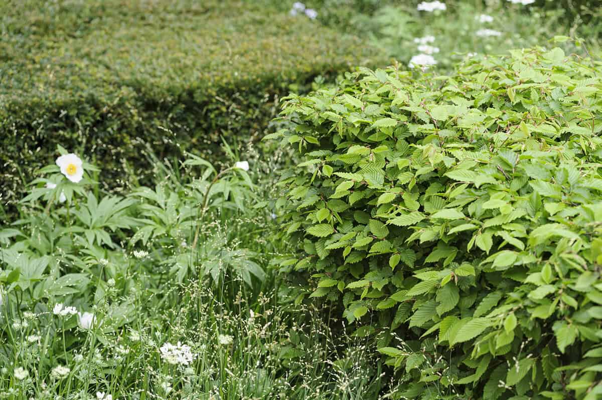 Haagbeuk snoeien: wanneer en hoe doe je dat? - Gardeners World