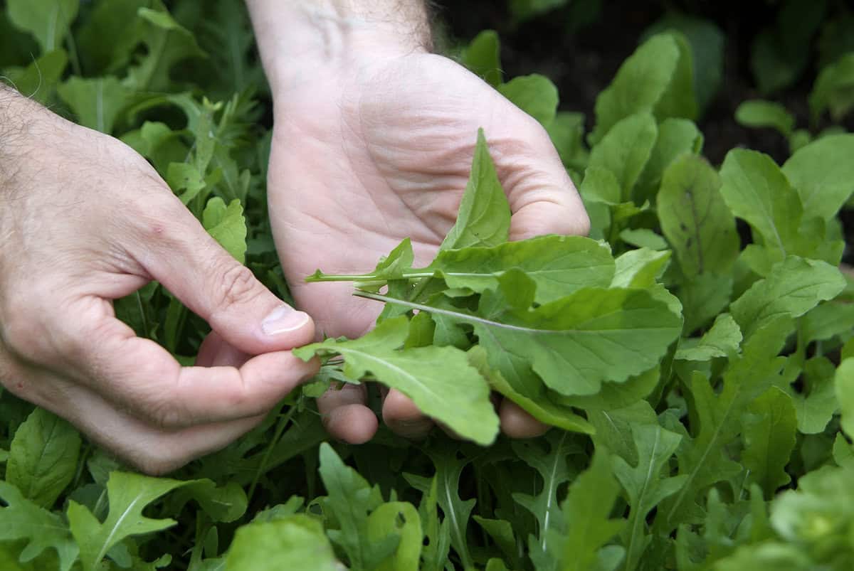Rucola zaaien: wanneer en hoe doe je dat? - Gardeners World