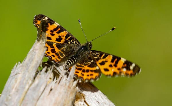 Vlinders in de tuin: bekijk 13 soorten (met foto's en tips) - Gardeners ...