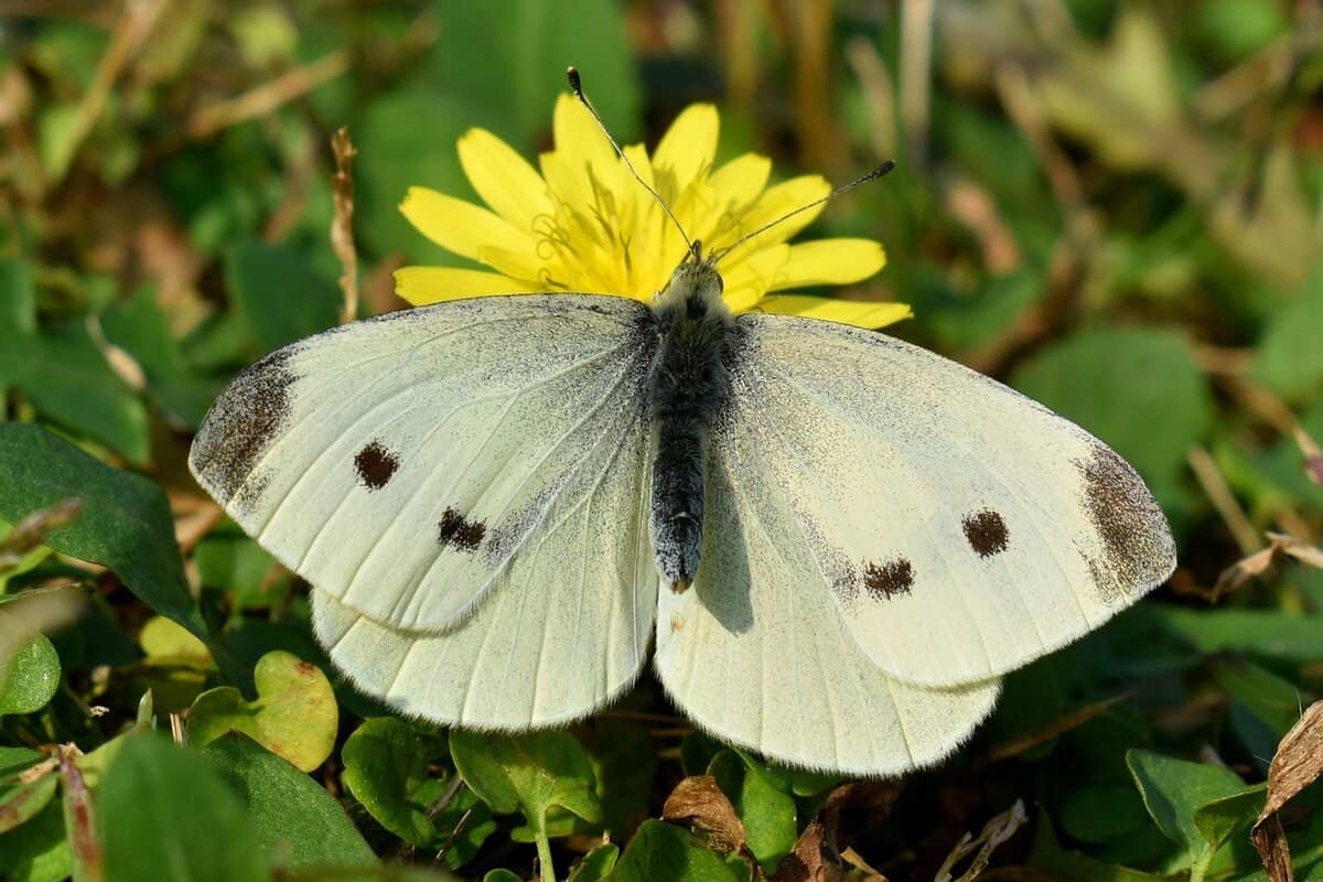 Vlinders in de tuin: bekijk 13 soorten (met foto's en tips) - Gardeners ...