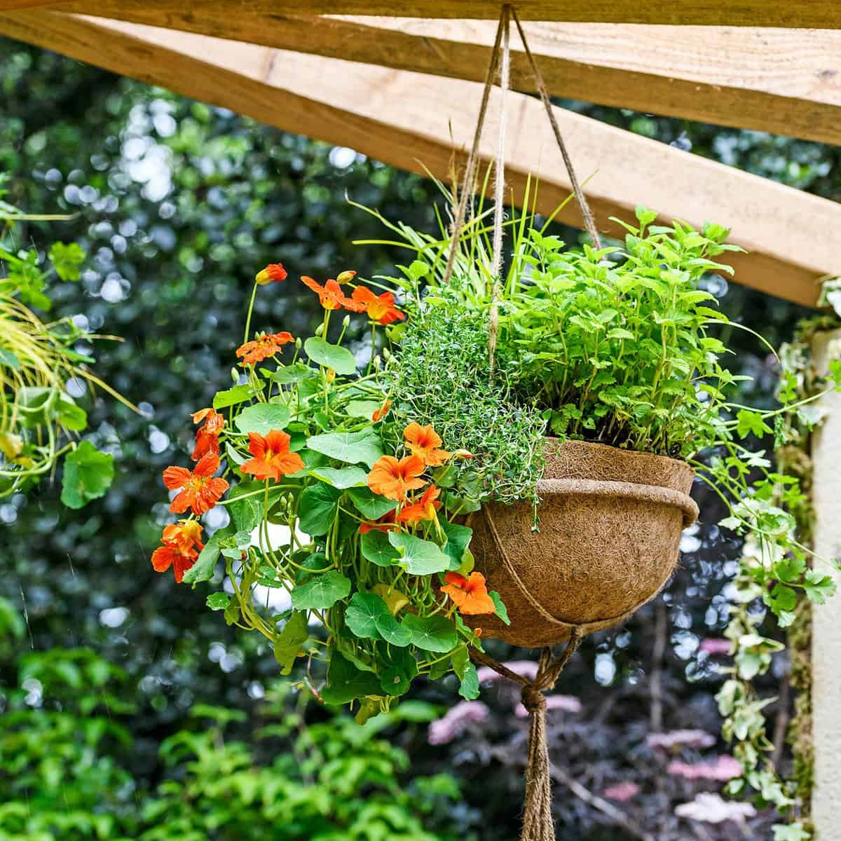 Oost-Indische kers: dit is waarom elke moestuin hem nodig heeft ...
