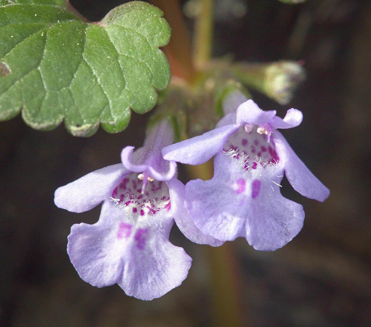 Hondsdraf in je tuin: bestrijden of laten staan? - Gardeners World