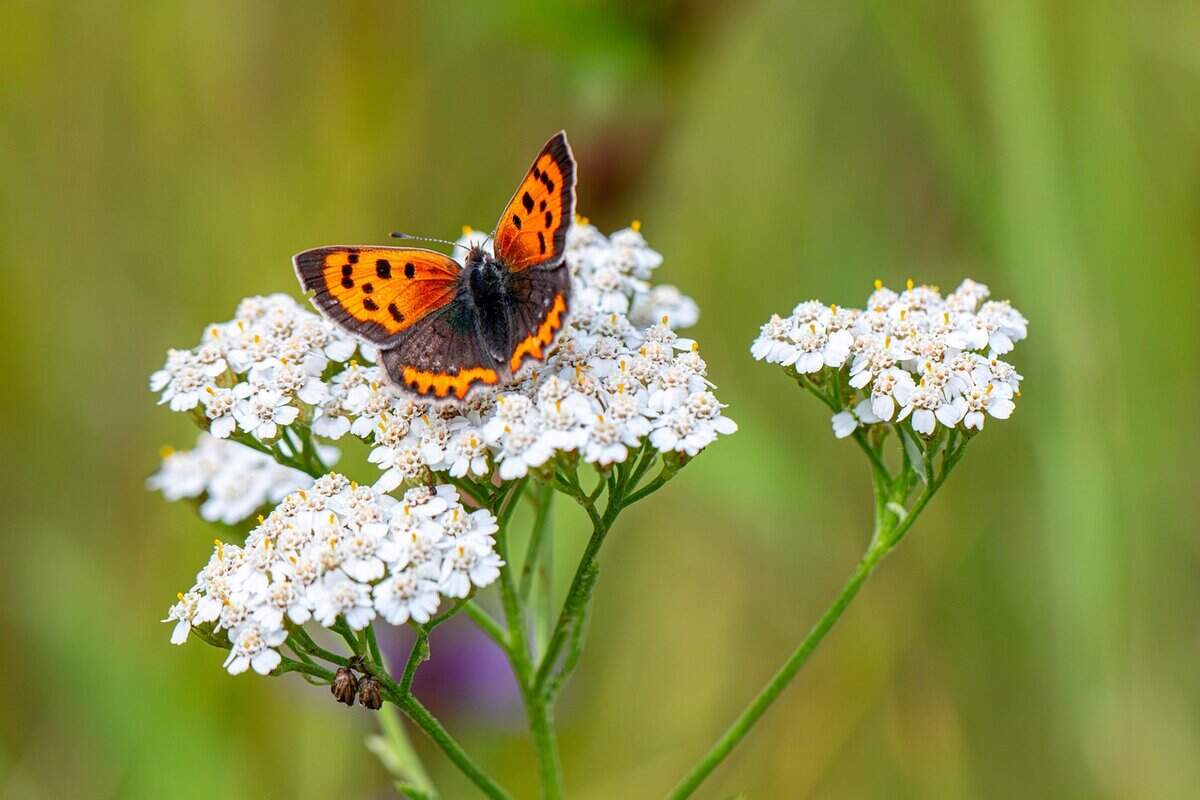 Vlinders in de tuin: bekijk 13 soorten (met foto's en tips) - Gardeners ...
