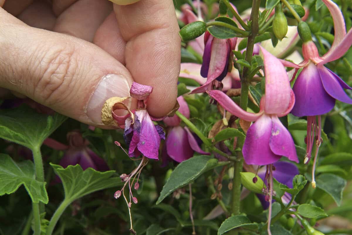 Zo snoei je fuchsia in 4 simpele stappen - Gardeners World