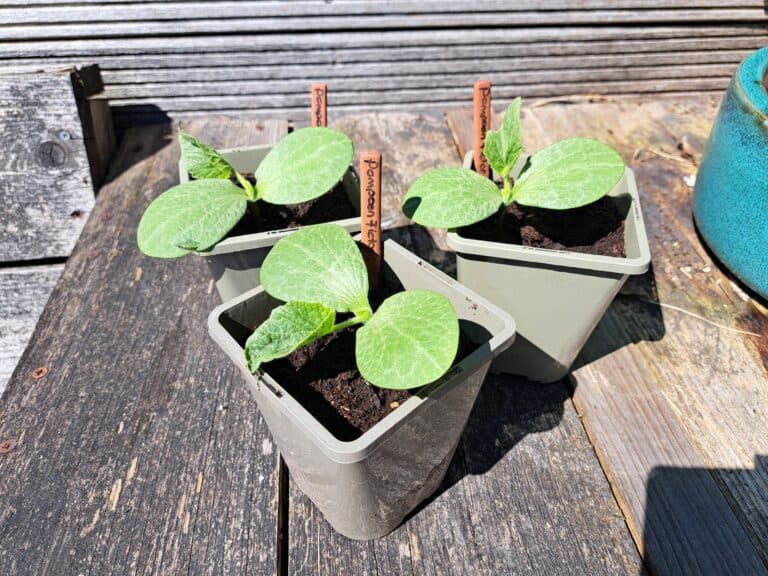 Zo zaaien we samen pompoenen (met 7 tips) - Gardeners World