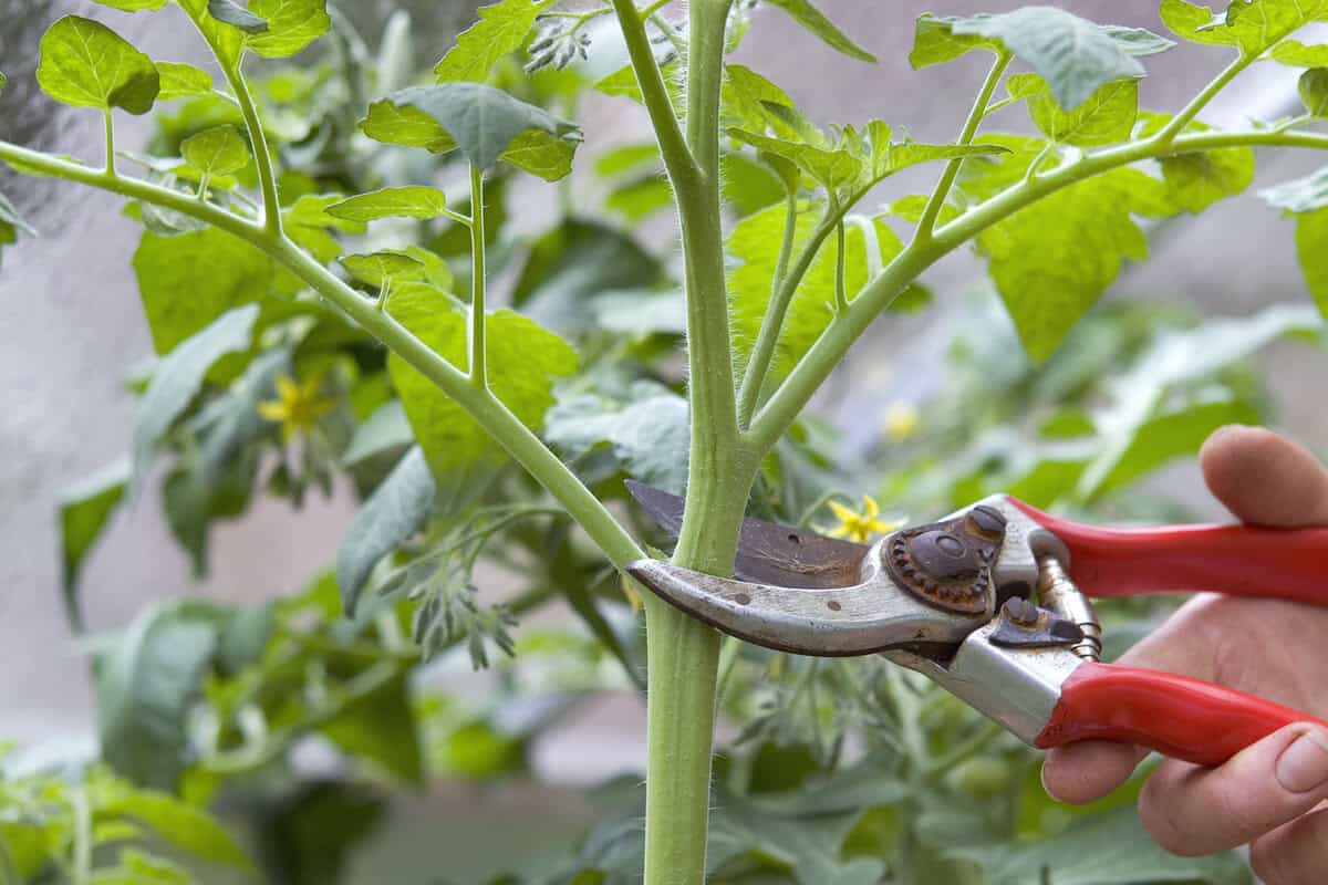 Tomatenplant verzorgen: maak deze 6 fouten niet - Gardeners World