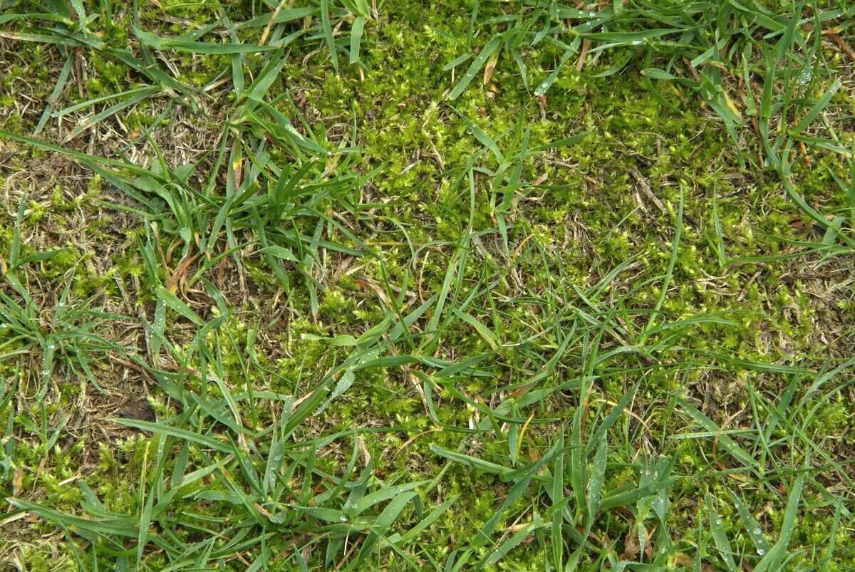 Gras onderhouden: 15 tips voor elk seizoen - Gardeners World