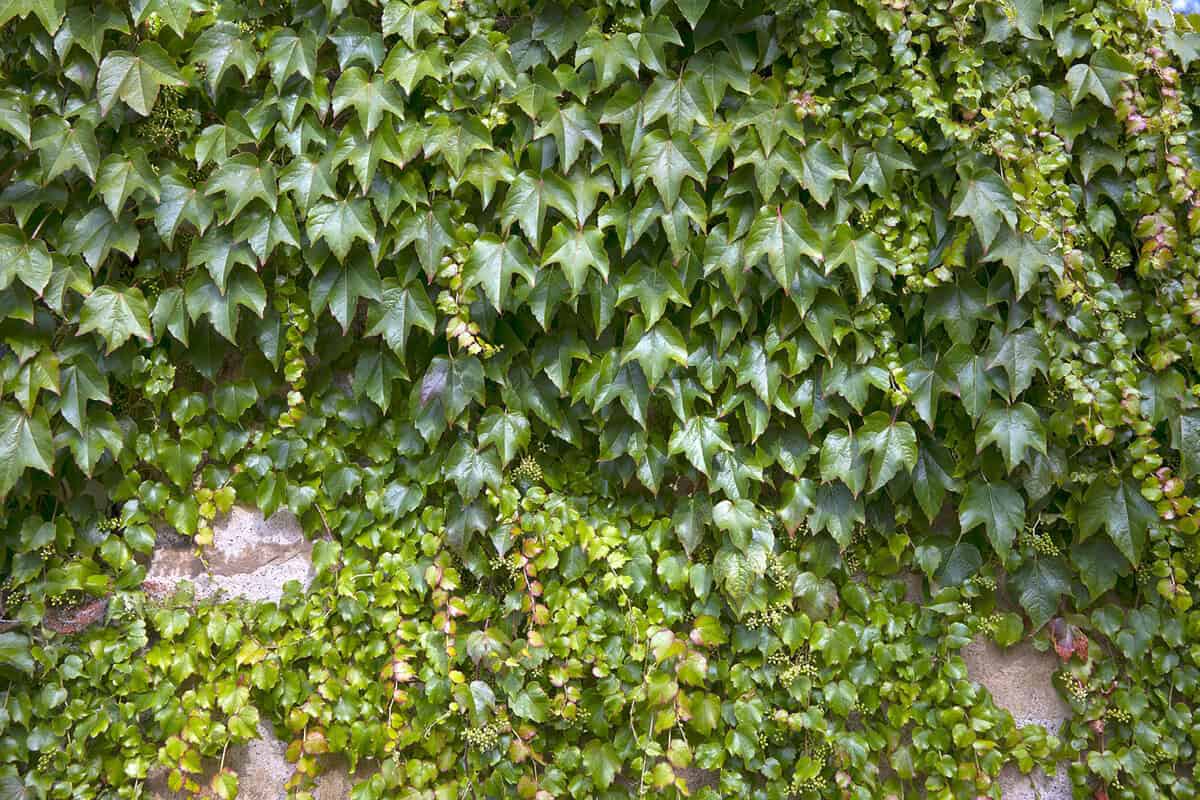 Spijt van wilde wingerd? Deze nadelen merk je vaak te laat - Gardeners ...