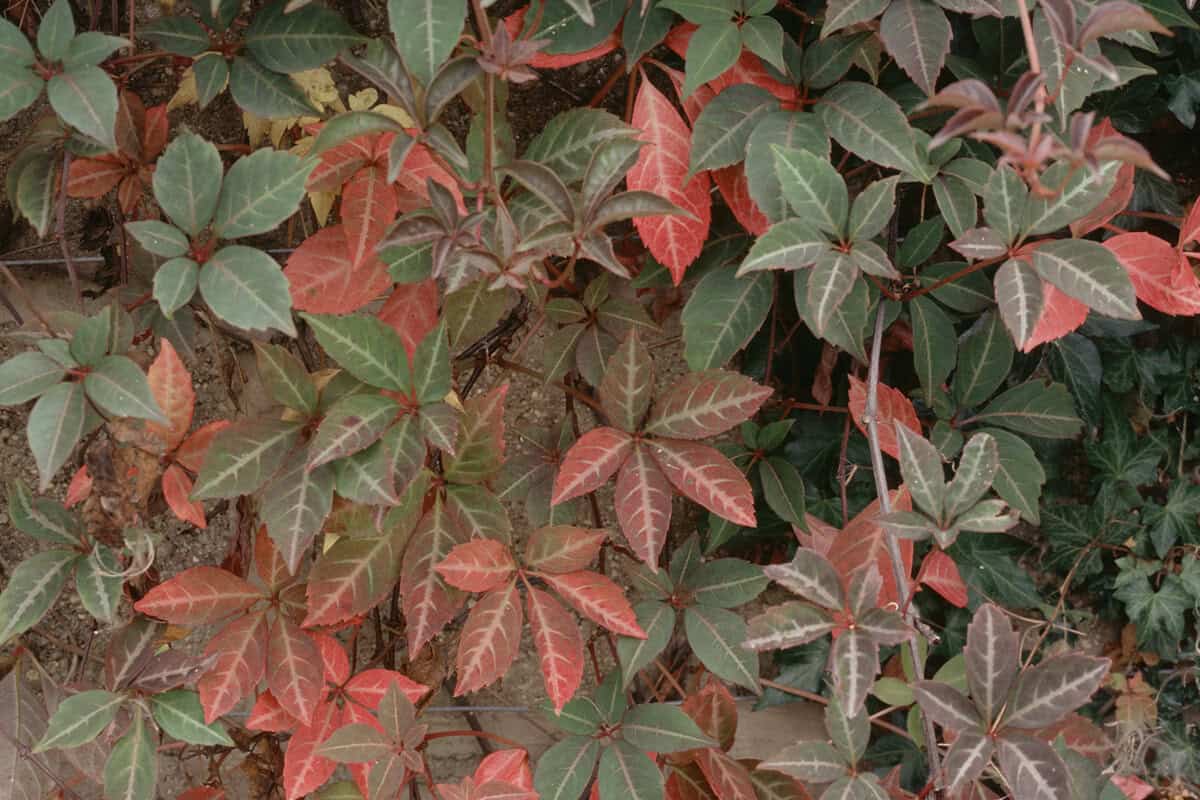 Spijt van wilde wingerd? Deze nadelen merk je vaak te laat - Gardeners ...