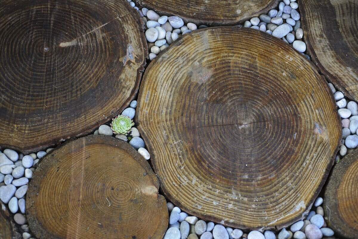 Stapstenen in de tuin: van idee tot uitvoering - Gardeners World