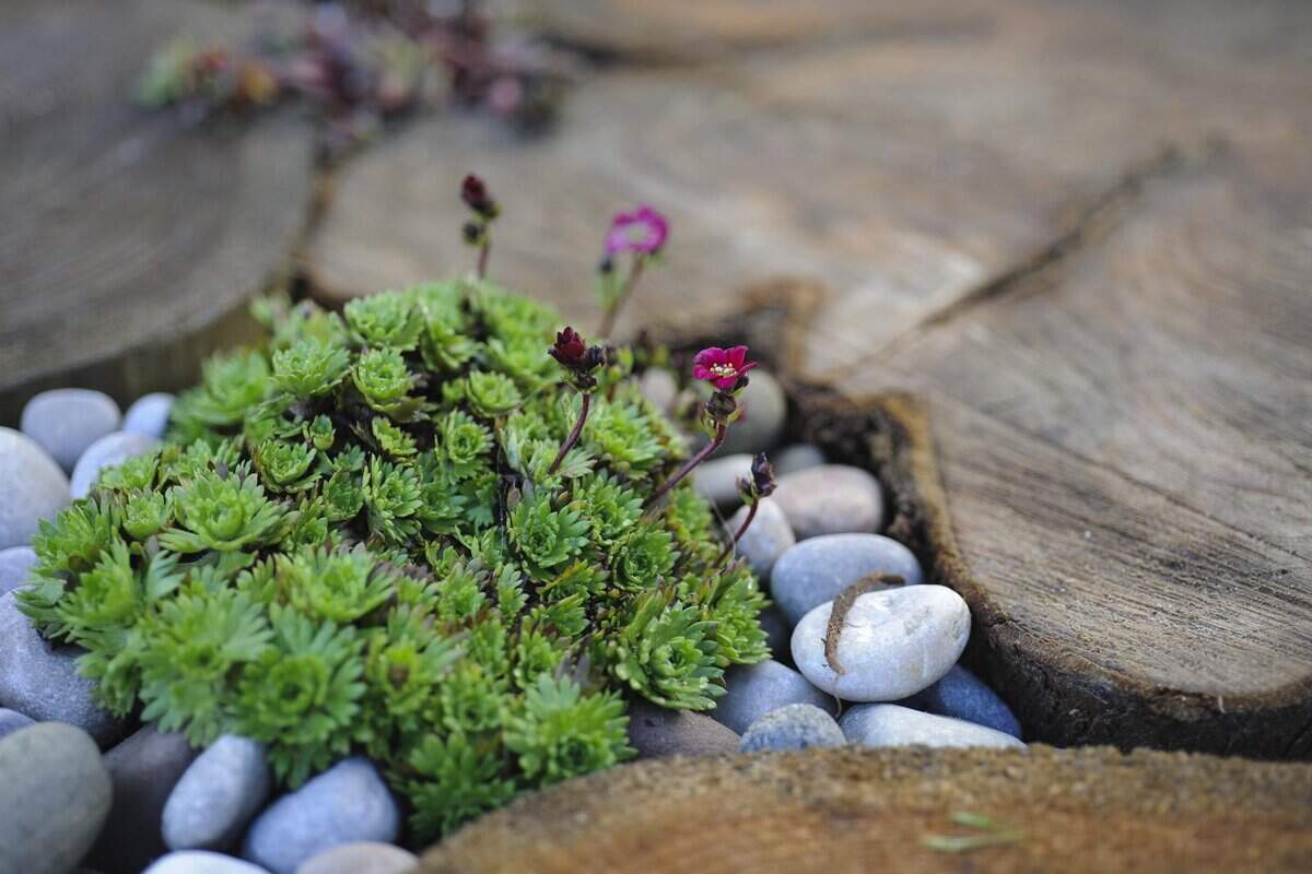 Stapstenen in de tuin: van idee tot uitvoering - Gardeners World