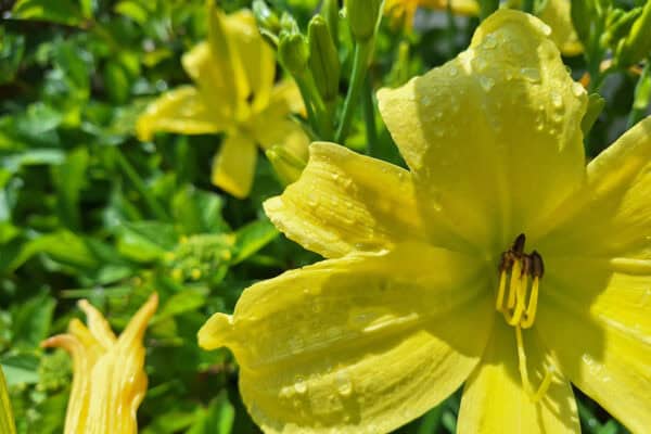 Kom jij ook naar het Voedselbosweekend van Arborealis? - Gardeners World