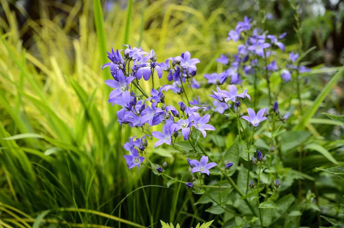 De 20 beste schaduwplanten voor jouw tuin - Gardeners World