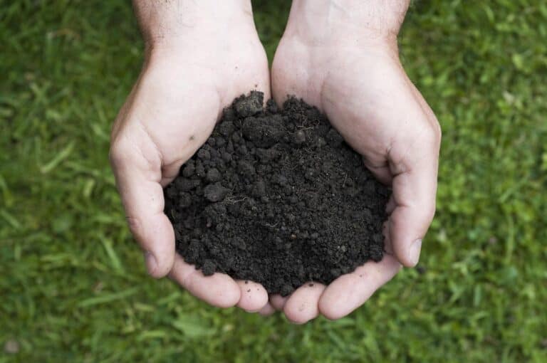 Zelf zure grond maken: dit is wat je moet weten - Gardeners World