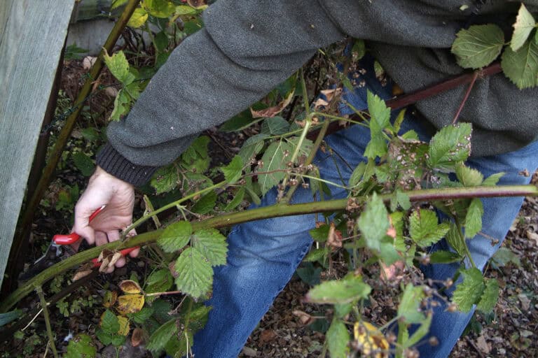 Bramen snoeien: hoe en wanneer doe je dat? - Gardeners World