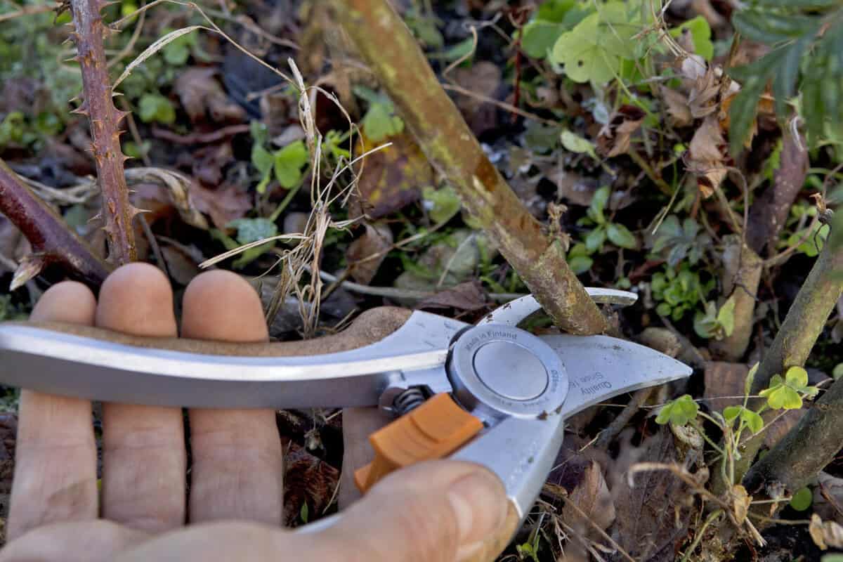 Bramen snoeien: hoe en wanneer doe je dat? - Gardeners World