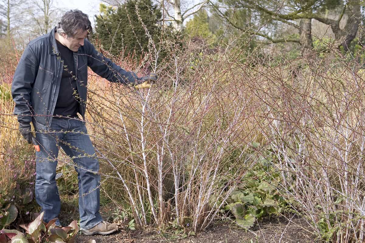 Bramen snoeien: hoe en wanneer doe je dat? - Gardeners World