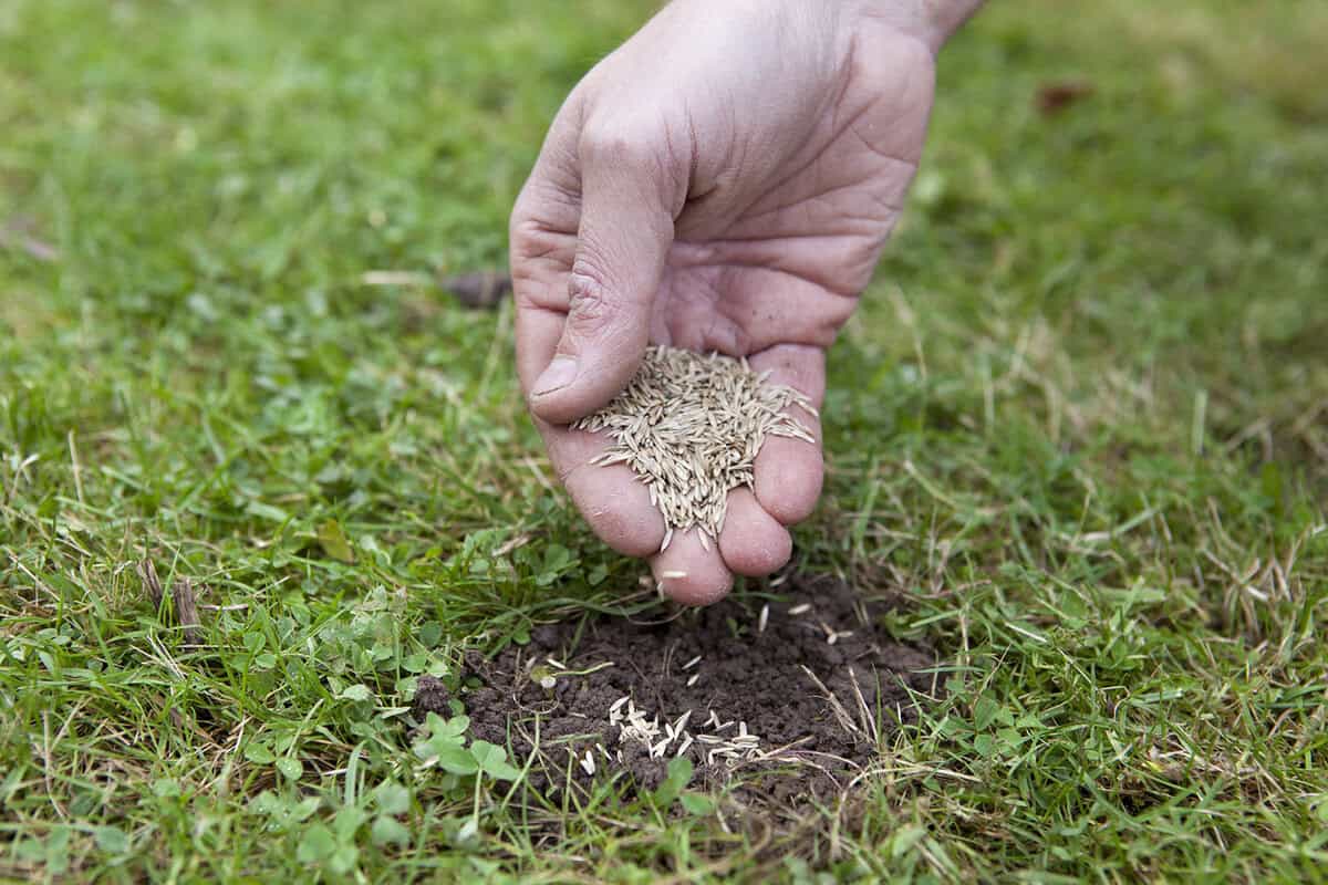 11 tuinklusjes die je eind september kunt doen - Gardeners World