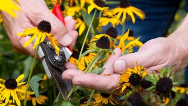 Bessenstruik snoeien: wanneer en hoe doe je dat? - Gardeners World