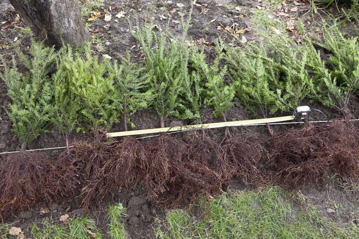 De 13 mooiste groenblijvende hagen voor je tuin - Gardeners World