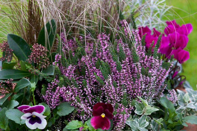Top-13 spectaculaire winterbloeiers voor je tuin - Gardeners World