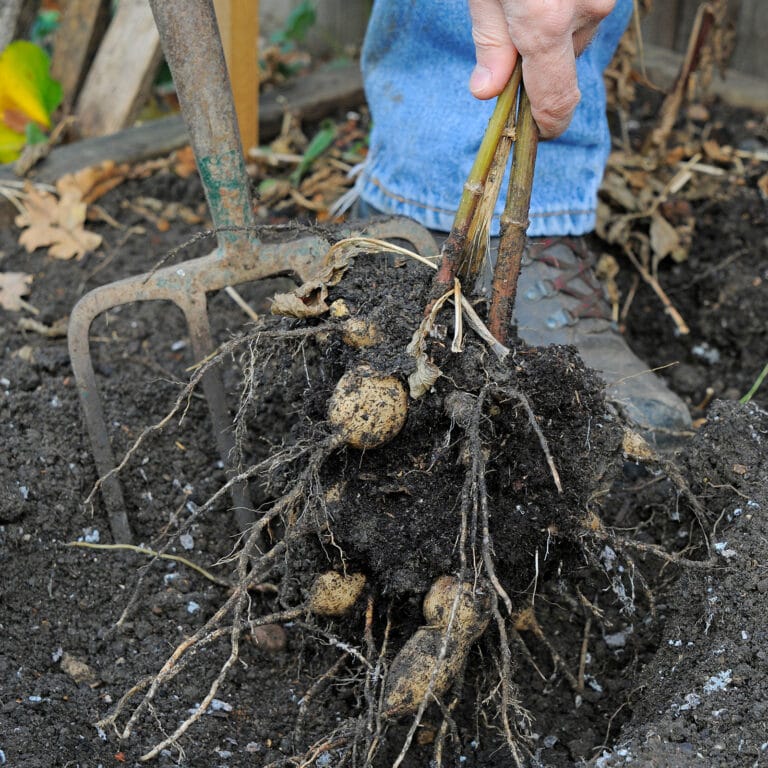 Dit is het verschil tussen bloembollen en knollen - Gardeners World