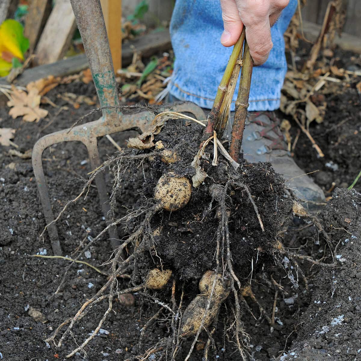 Dit is het verschil tussen bloembollen en knollen - Gardeners World