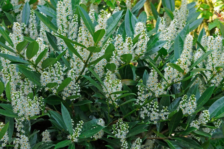 Laurierkers: planten, snoeien, verzorgen en meer - Gardeners World