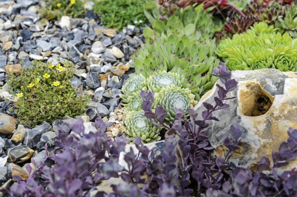 Een onderhoudsarme rotstuin aanleggen: ideeën en tips - Gardeners World