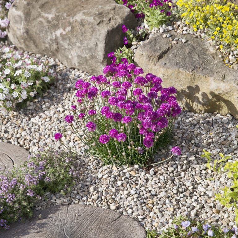 Een onderhoudsarme rotstuin aanleggen: ideeën en tips - Gardeners World